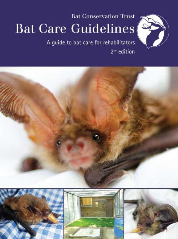 Designing biodiversity net gain for bats