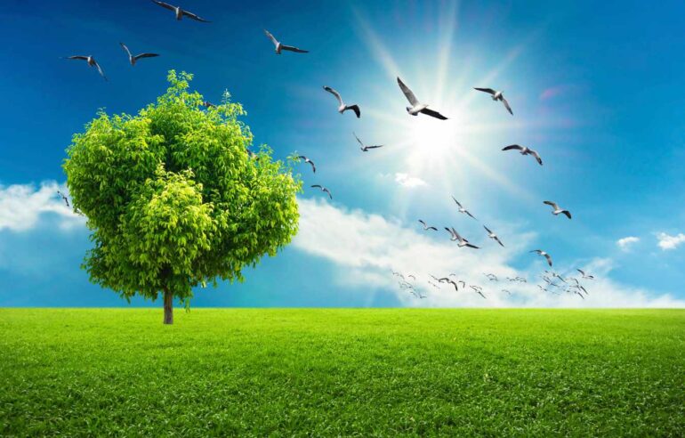 Guidance On Biodiversity Mitigation Hierarchy In Construction Projects