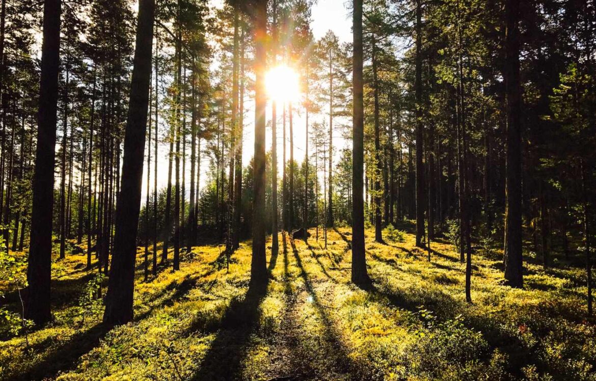 Sweden Biodiversity: Animal and Plant Species and What Is Under Threat