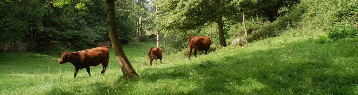 Enfield Where Nature Meets Community With Sangeeta Waldron