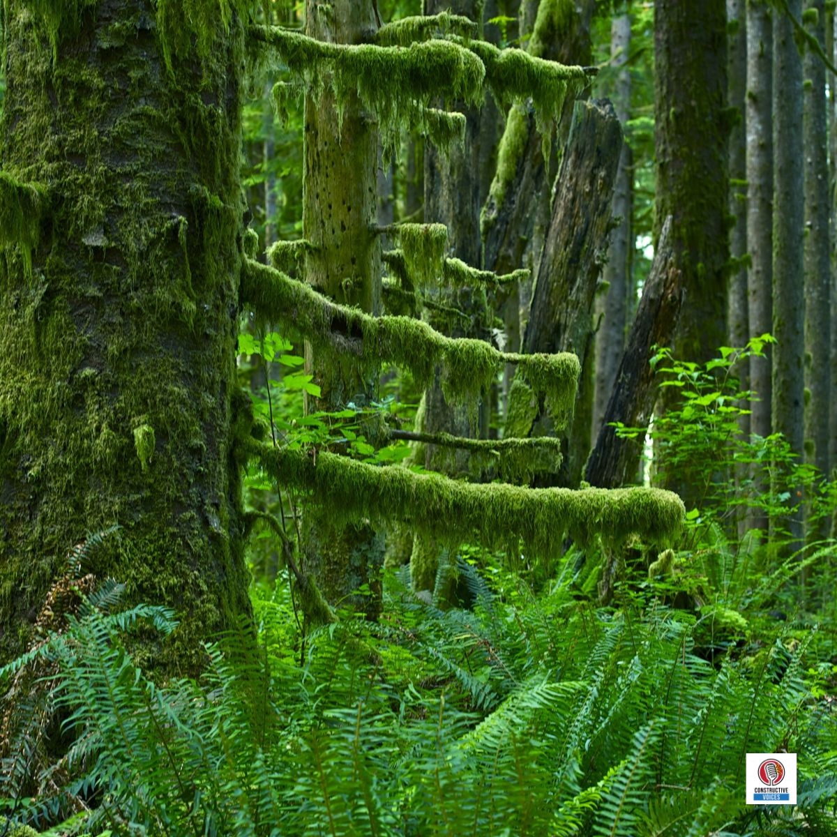 The Forest Behind The Timber: Paul Koberstein Podcast